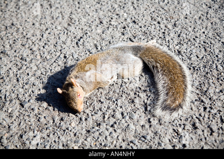 Squirrel run over on a Connecticut road, USA Stock Photo - Alamy