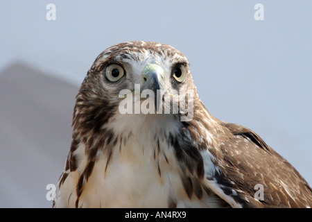 Hawk looking right with fixed gaze against a light blue background ...