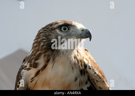 Hawk looking right with fixed gaze against a light blue background ...