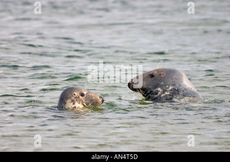 Adult and adolescent grey seals swimming in sea off the coast of ...