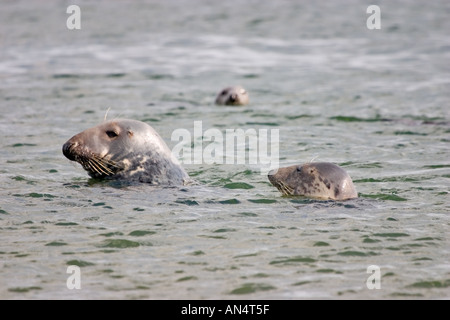 Adult and adolescent grey seals swimming in sea off the coast of ...