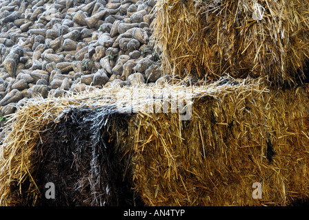 Sugar beet clamp Stock Photo - Alamy