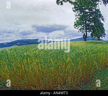 Wheat field, Hertfordshire, England Stock Photo - Alamy