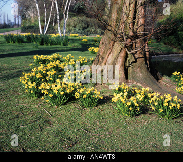 Spring time daffodils Stock Photo - Alamy