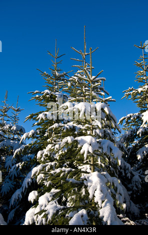 Snowy conifer trees Stock Photo - Alamy
