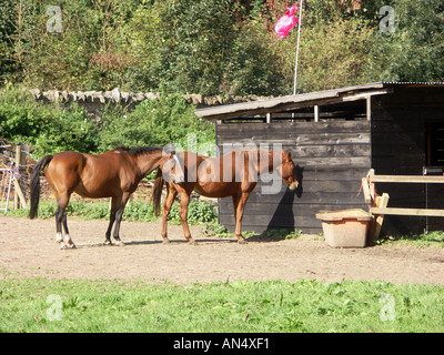 Horses and Stable in field Atherstone 4 Stock Photo - Alamy