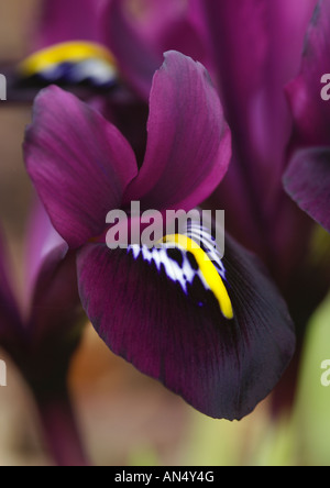 Iris reticulata "George Stock Photo - Alamy