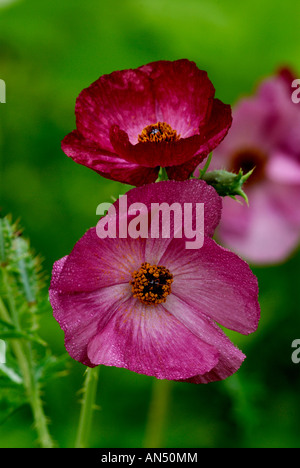 Red Prickly Poppy (Argemone Sanguinea) in bloom Stock Photo - Alamy
