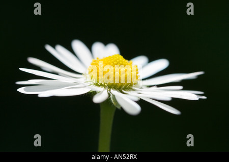 White Macro Daisy Shot Stock Photo - Alamy