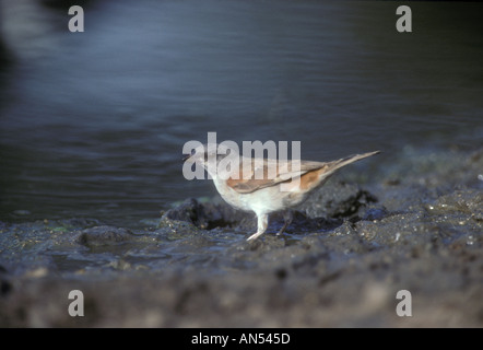 Grey-Headed Sparrow, (Passer griseus), adult on branch, Kruger ...