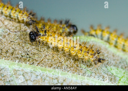 Harris Checkerspot Chlosyne harrisii Tamarack Aitkin County Minnesota ...