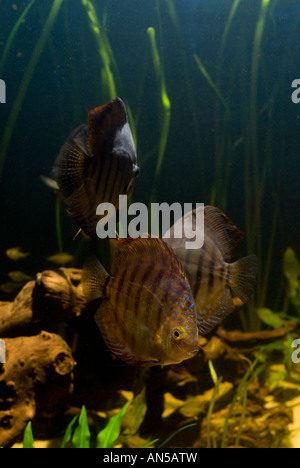A discus fish, cichlid in an Amazon aquarium Stock Photo - Alamy