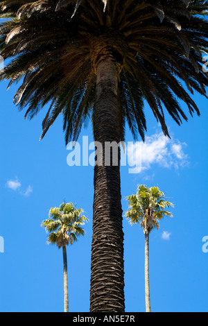 Palm tree in Napier, New Zealand Stock Photo - Alamy