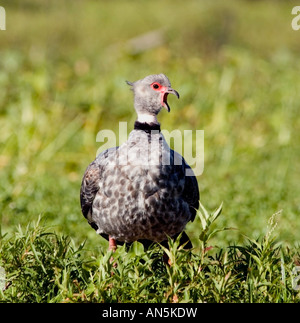Southern Screamer (Chauna torquata) with open wings Stock Photo - Alamy