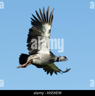 A Southern Screamer (Chauna torquata) flying over blue sky. State of ...