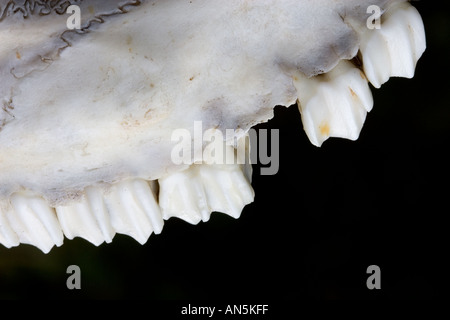 Sheep jaw and teeth Cotswolds England Stock Photo - Alamy