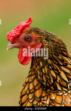 Very sharp close up head and shoulders portrait of a chicken Stock ...