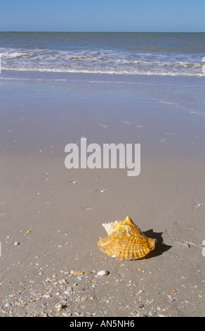Conch shell on beach, Florida, USA Stock Photo - Alamy