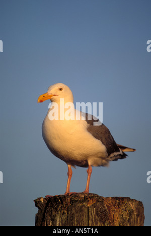 gull at sea Stock Photo - Alamy