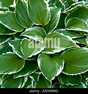 Funkie Hosta crispula, Hosta Hosta crispula Stock Photo - Alamy