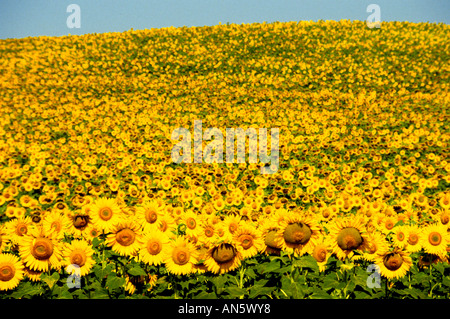 The Netherlands Holland sunflower field scenery sunflowers agriculture ...
