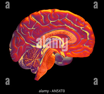 LEFT HALF OF HUMAN BRAIN ON WHITE BACKGROUND Stock Photo - Alamy