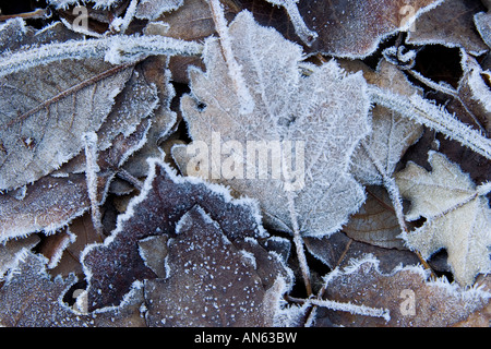 Frosty oak leaves in morning sunlight in a snowy landscape Stock Photo ...