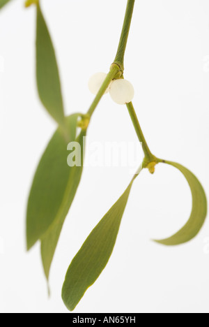 Mistletoe (Viscum album) with berries Stock Photo - Alamy