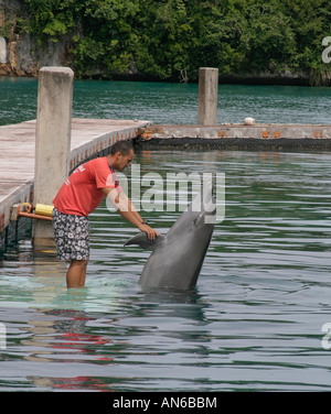 Trainers work with dolphins at Dolphins Pacific. Here trainer has ...