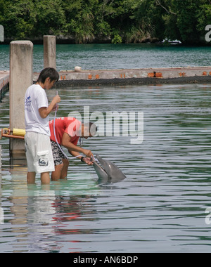 Trainers work with dolphins at Dolphins Pacific. Here trainers use ...