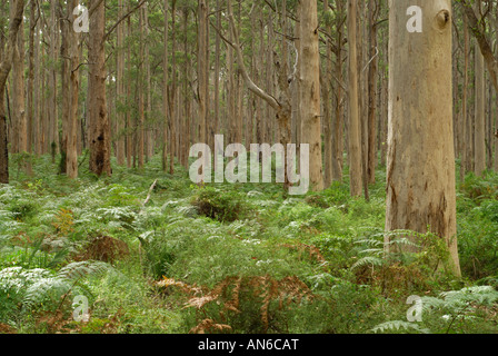 Karri trees (Eucalyptus diversicolor) at Boranup Forest in Leeuwin ...