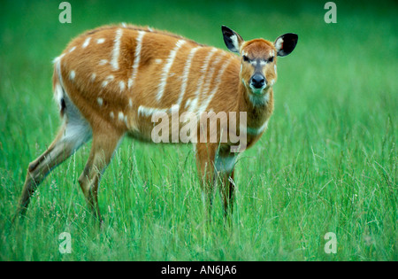 Sitatunga (Tragelaphus spekei) aquatic antelope which had large hooves ...
