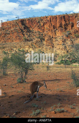 Side view of a red kangaroo (Macropus rufus) in a grassy meadow Stock ...