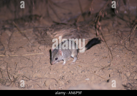 Kowari (Dasyuroides byrnei) standing on ground Stock Photo - Alamy