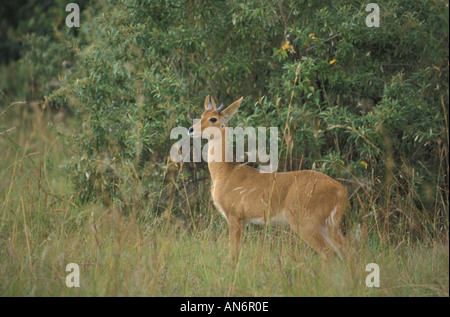 Male of Oribi, Ourebia ourebi, in Busanga Plains. Kafue National Park ...