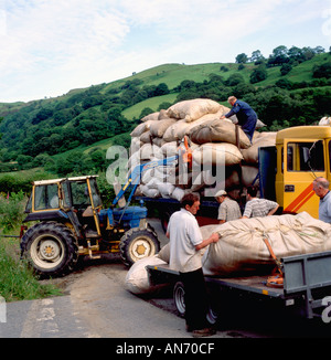 Wool in sacks after sheep shearing Stock Photo - Alamy