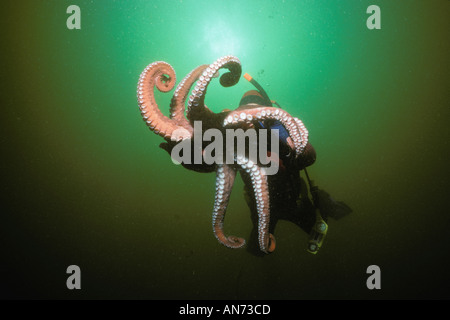 Diver interacts with Giant Pacific Octopus Stock Photo - Alamy