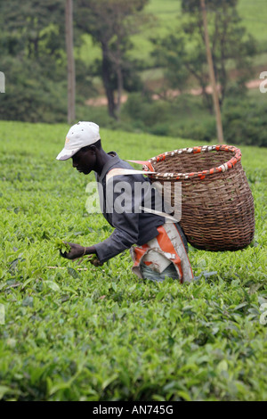 Tea picker in Kenya Stock Photo - Alamy