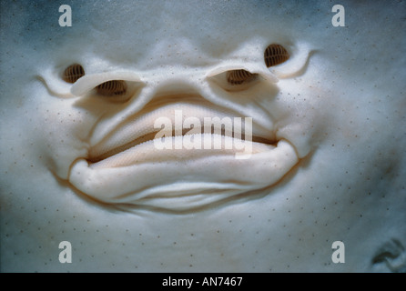 Mouth and nostrils of Thornback Ray Stock Photo - Alamy