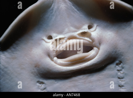 Mouth and nostrils of Thornback Ray Stock Photo - Alamy