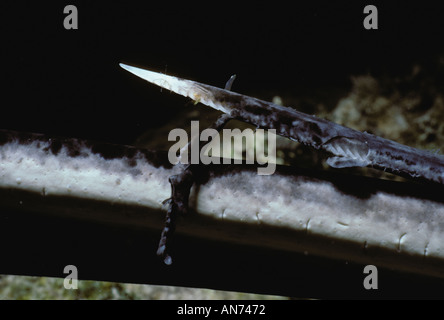 BARB ON THE TAIL OF A SOUTHERN STINGRAY DASYATIS AMERICANA Stock Photo ...