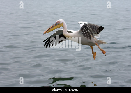 great white pelican Stock Photo - Alamy
