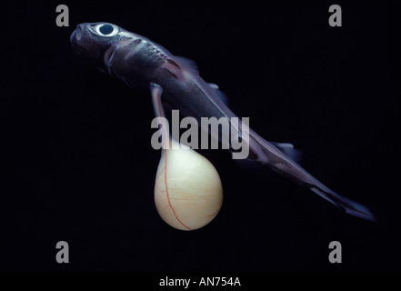 Newborn Spined Pygmy Shark Stock Photo - Alamy
