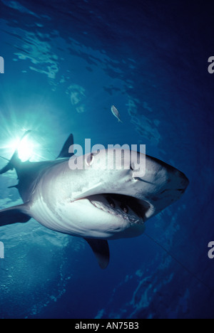 Tiger Shark demonstrating aggressive behavior Stock Photo - Alamy