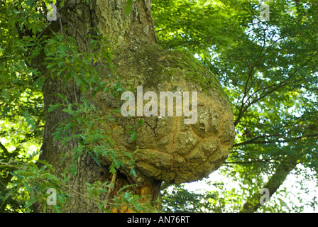 An excrescence or wart-like growth on an Oak Tree Stock Photo - Alamy