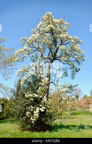 A perry pear tree in bloom at spring (Orne, Normandy, France Stock ...