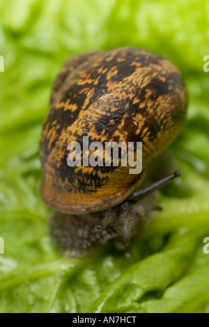 Snail on lettuce Stock Photo - Alamy