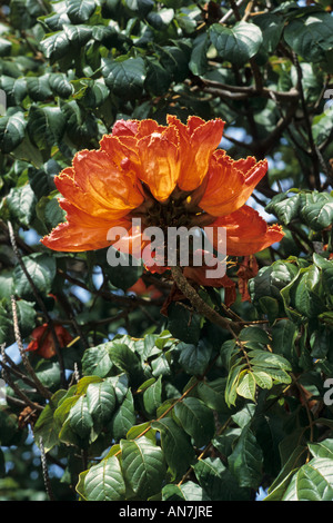 African Tulip Tree Flowers of the species Spathodea campanulata Stock ...