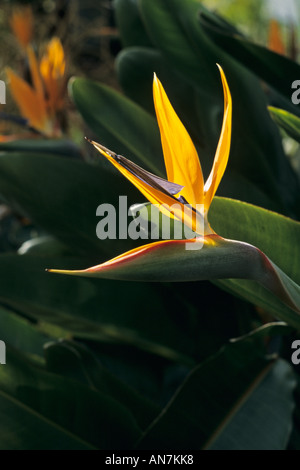 An orange Bird of Paradise flower in closeup Stock Photo - Alamy