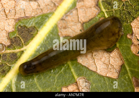 Pear slug (Caliroa cerasi) larva on leaf of Sorbus 'Eastern Promise ...